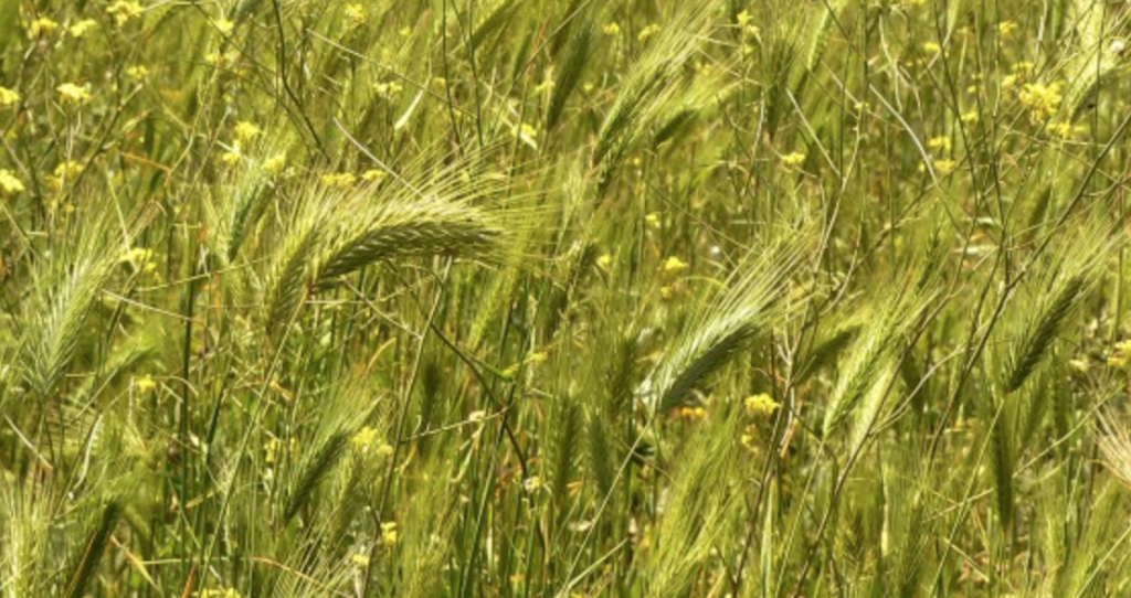 Grass That Looks Like Wheat: 12 Most Frequent Types + Pics