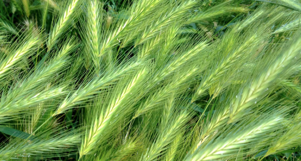 Grass That Looks Like Wheat: 12 Most Frequent Types + Pics