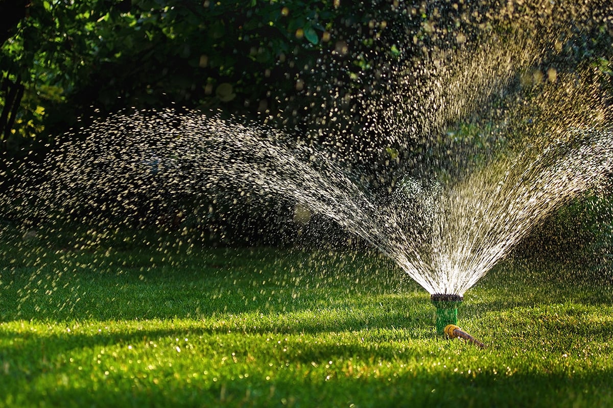 The Best Times To Water Grass Seed Discovery Of The Secrets The Best Times To Water Grass Seed Discovery Of The Secrets