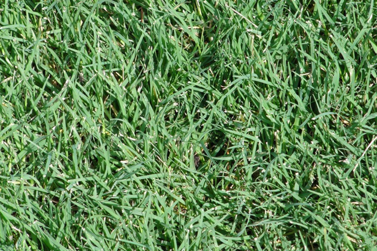 How To Get Bermuda Grass To Spread: The Best Ways In 2022
