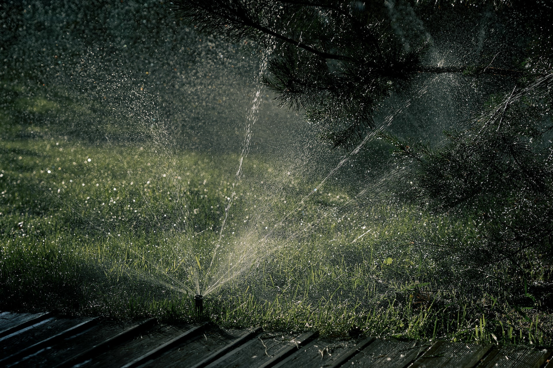 The Best Times To Water Grass Seed Discovery Of The Secrets the-best-times-to-water-grass-seed-discovery-of-the-secrets