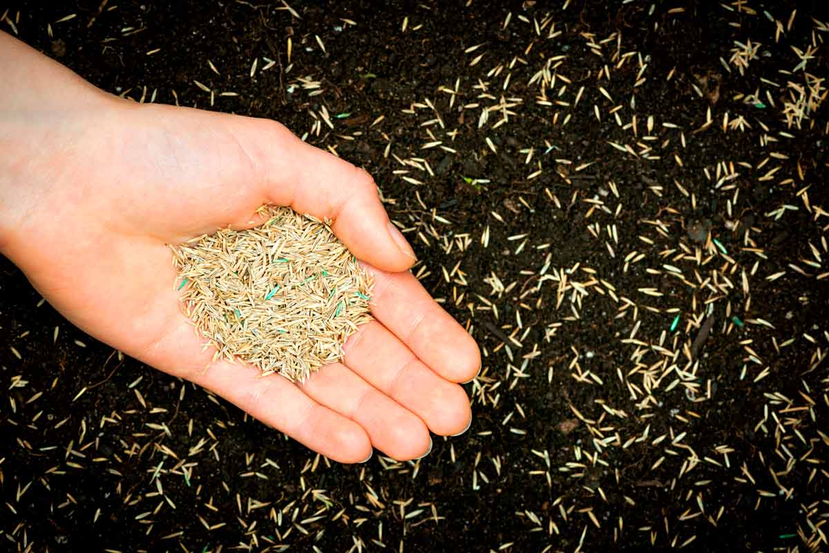 How To Plant Grass Seed On Hard Dirt: The Best Advice