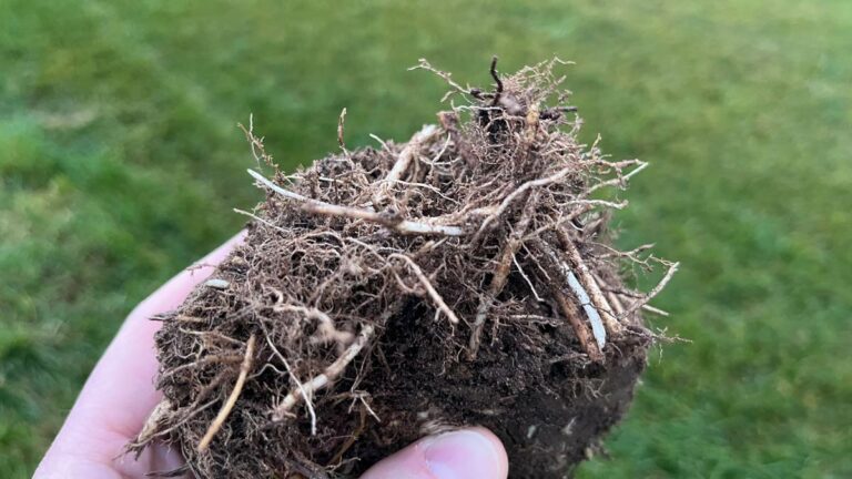 How To Get Bermuda Grass To Spread: The Best Ways In 2022