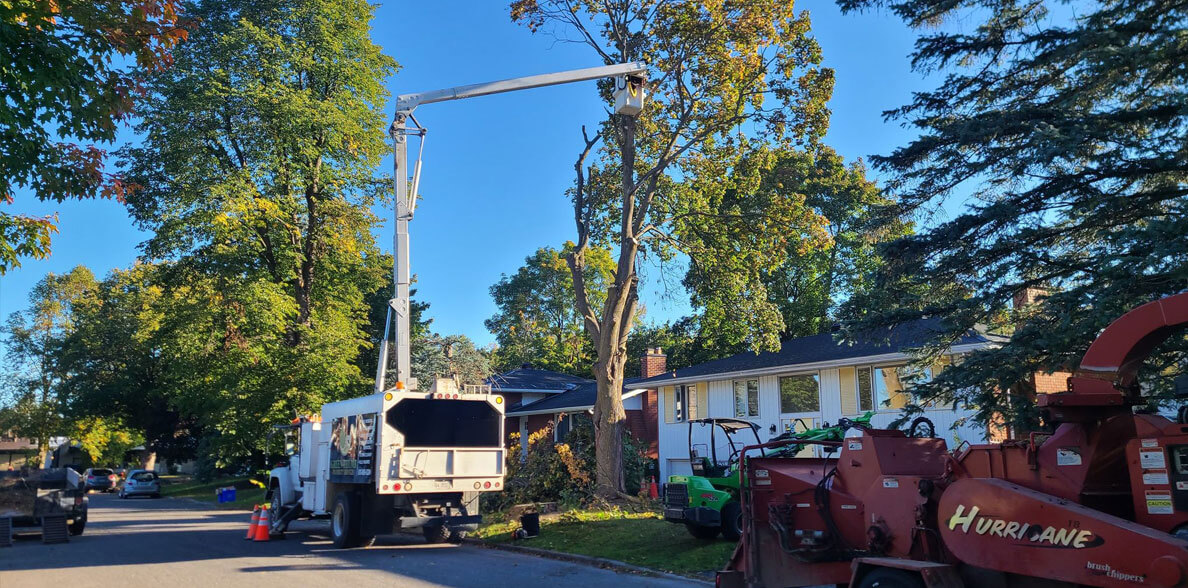 When Should Trees Be Removed?